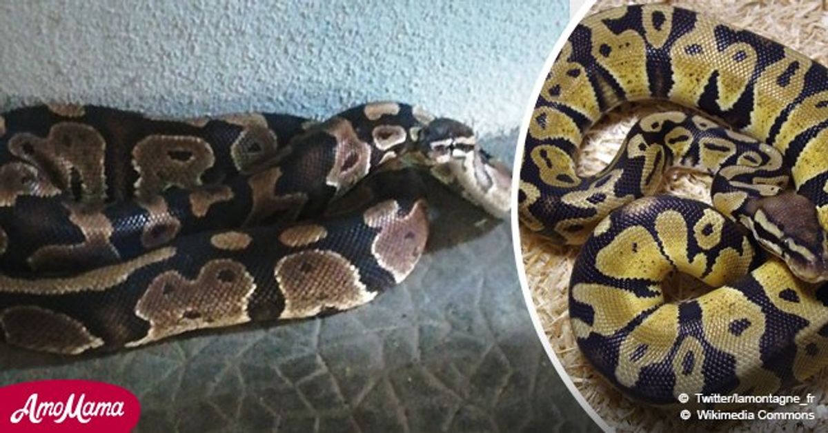 Un python royal adulte a été surprenamment retrouvé dans un immeuble de ...