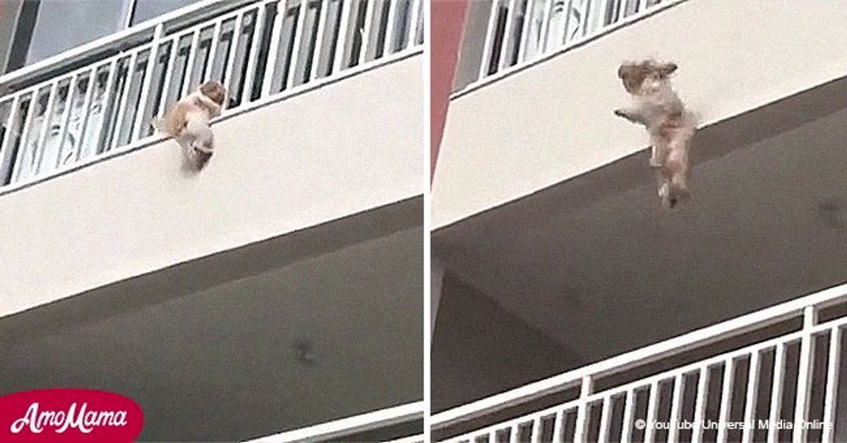 Ce chien a été sauvé par l'acte héroïque de voisins rapides