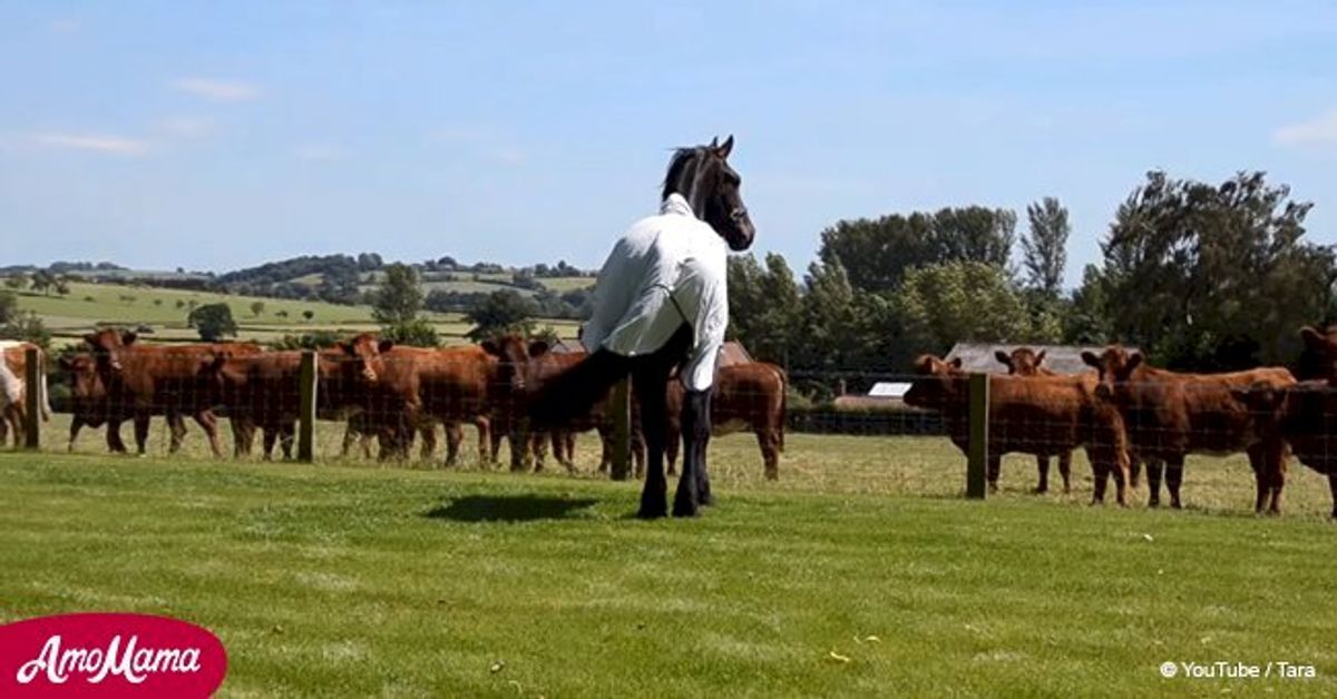 Un cheval élégant s'approche d'un troupeau de vaches et leur «rencontre ...