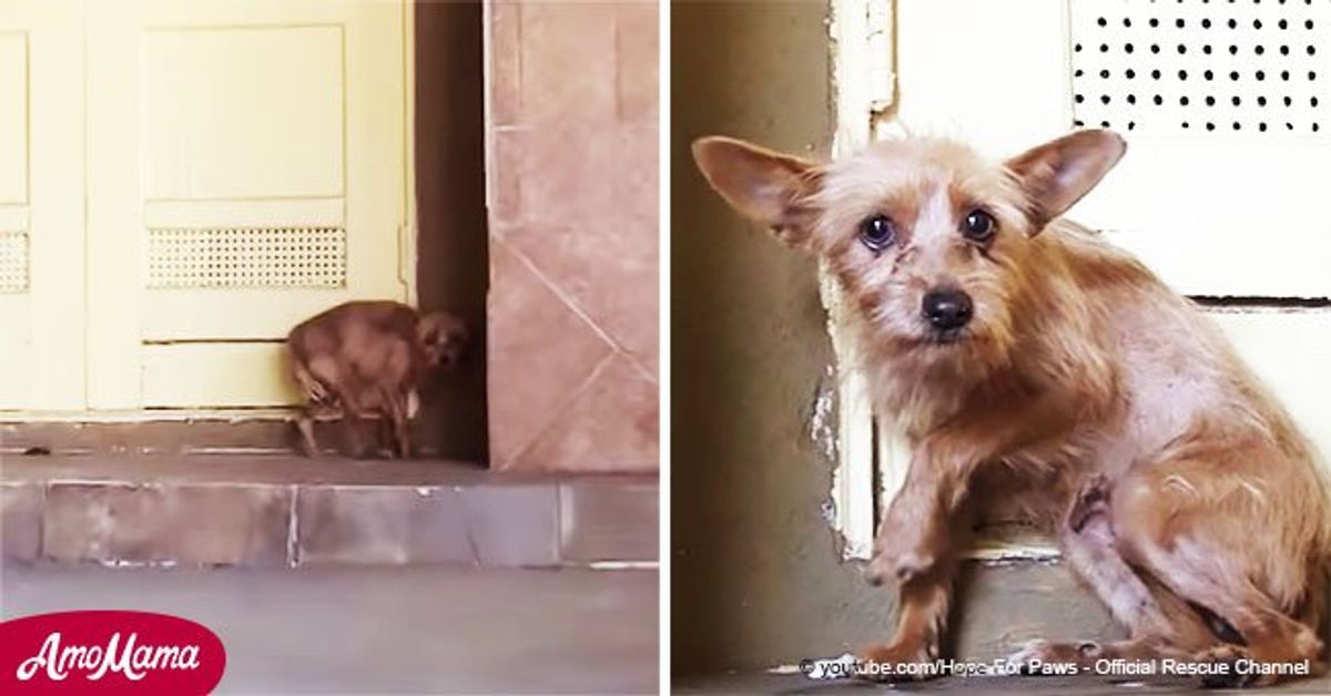 Un chien est terrifié en voyant son sauveteur mais en très peu de temps ...