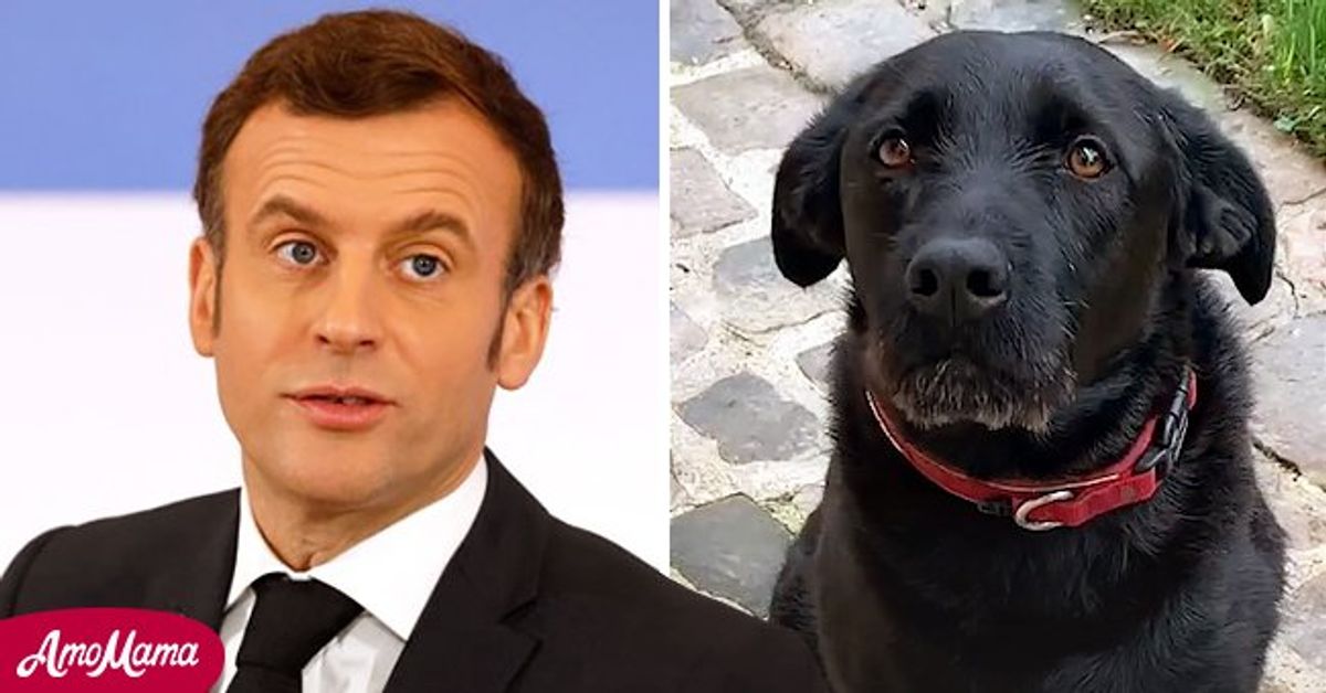 "Quatre ans plus tard" : la photo d'Emmanuel Macron de son chien Nemo ...