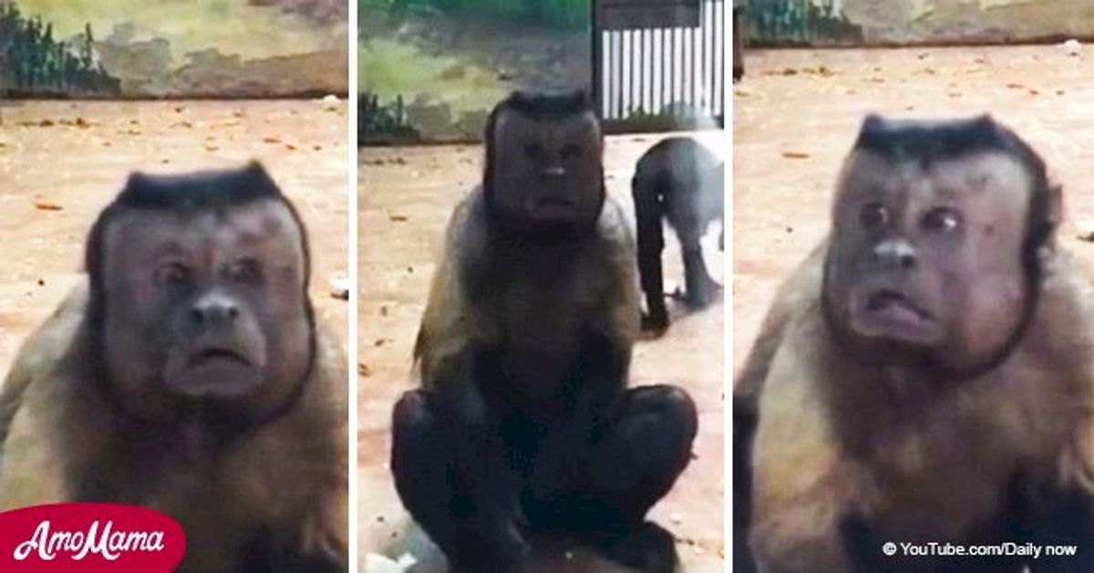 Un singe au visage humain fait sensation sur Internet avec ses ...